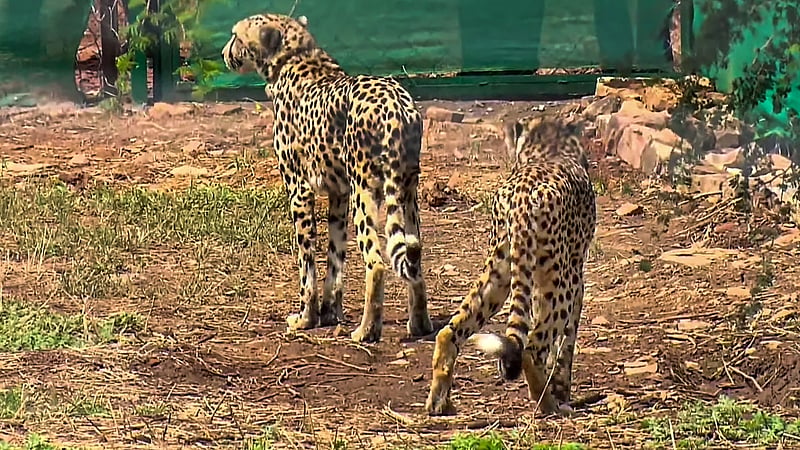In Pics | PM Modi releases 8 cheetahs in Kuno National Park