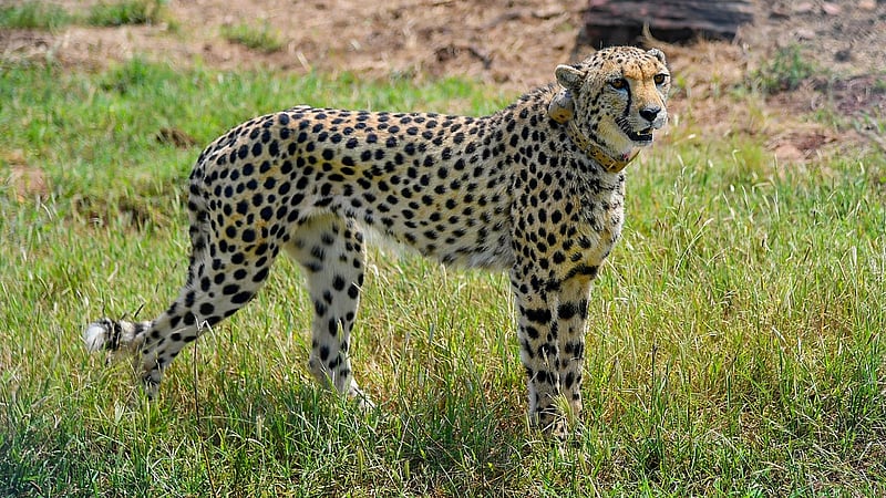 In Pics | PM Modi releases 8 cheetahs in Kuno National Park