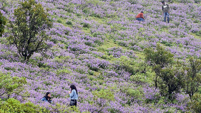 Incredible photos of Neelakurinji flowers blooming in Karnataka