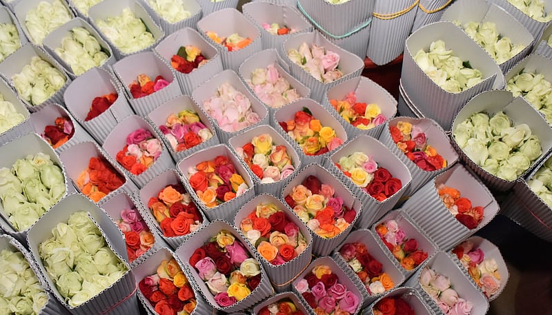 How Bengaluru fell in love with the rose