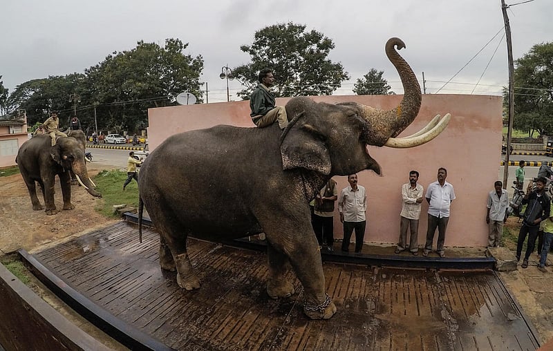 An elephant never forgotten