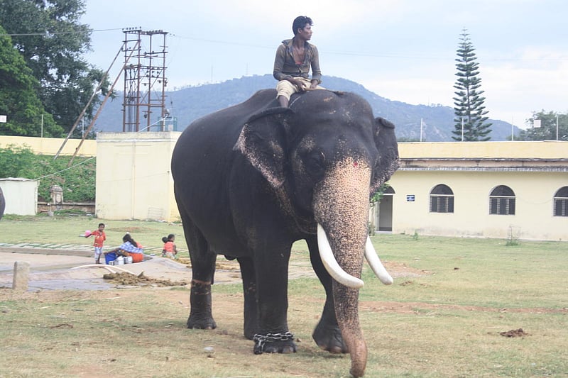 An elephant never forgotten