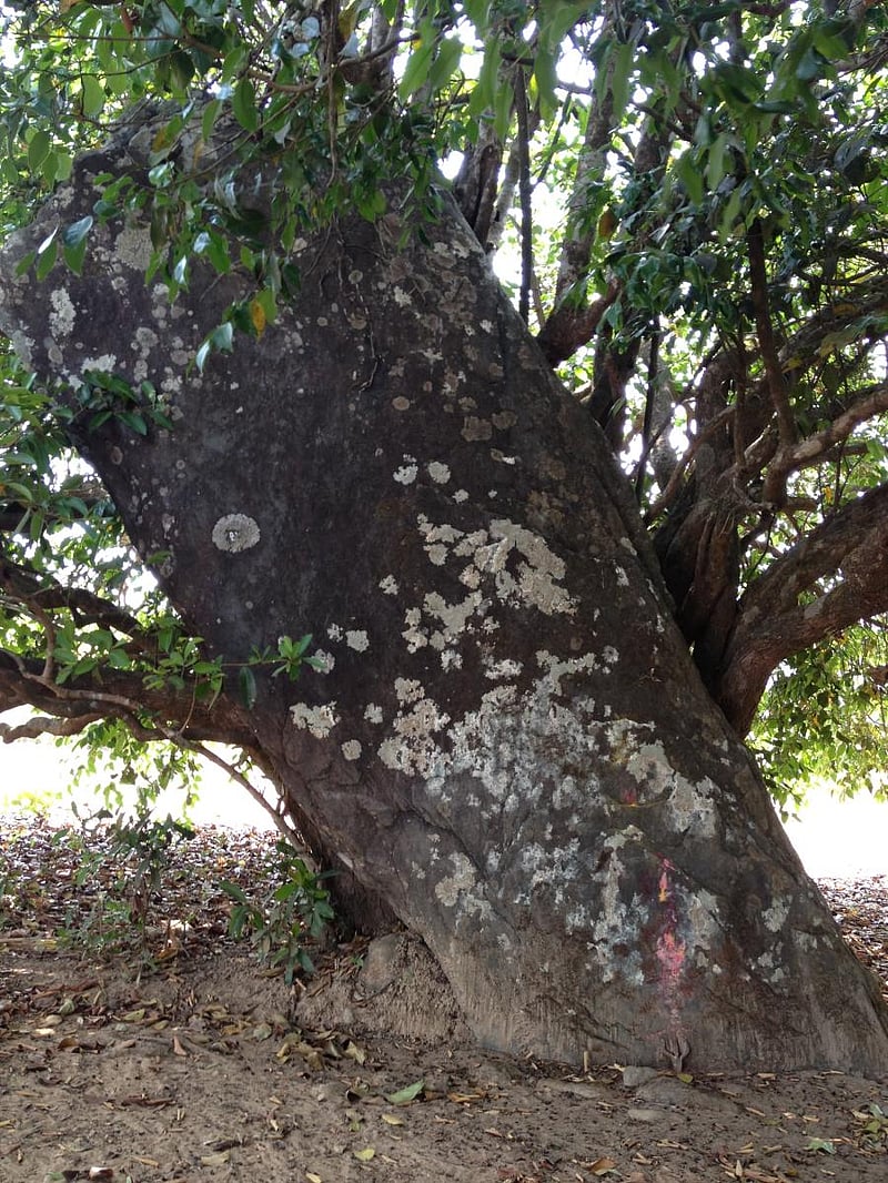 Stones Slanted Towards Science