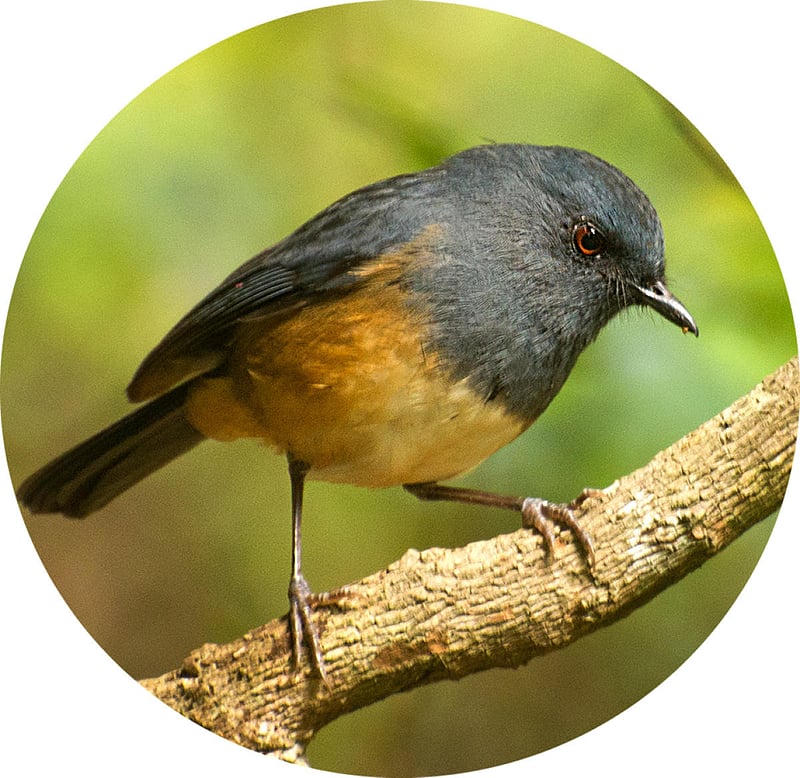 Indian wildlife you may not have heard of