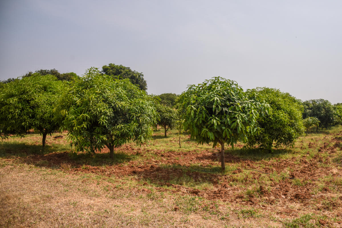 Appemidi: A thriving pickle crop
