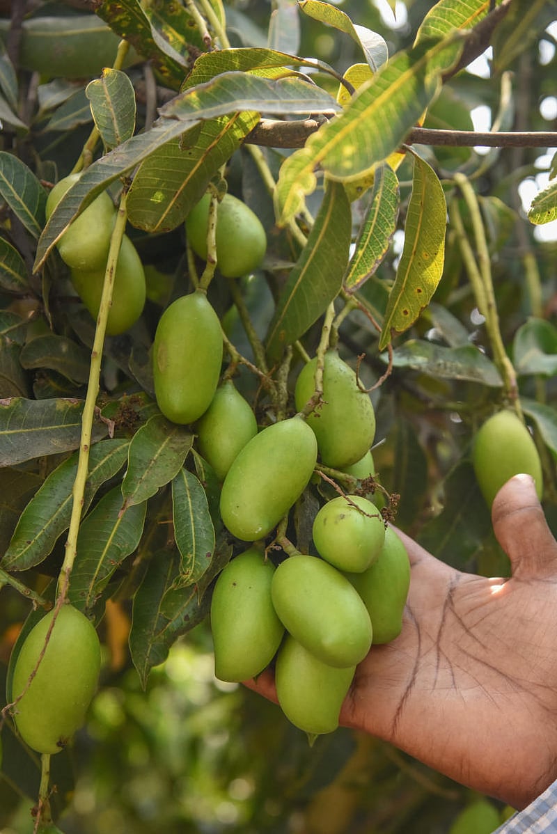 Appemidi: A thriving pickle crop