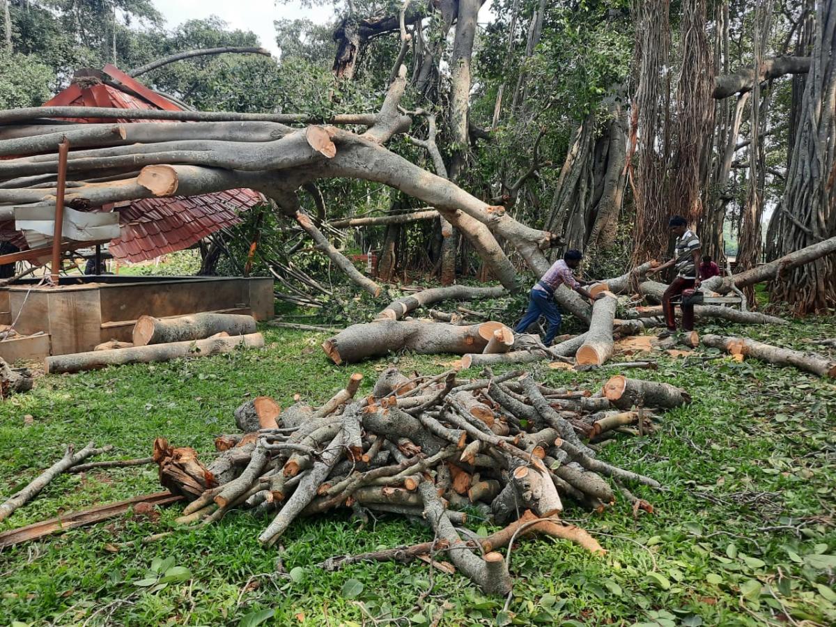 Destroyed by the rain, Bengaluru's Big Banyan Tree loses a trunk but ...