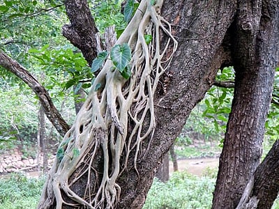 A mystery at Bhadra