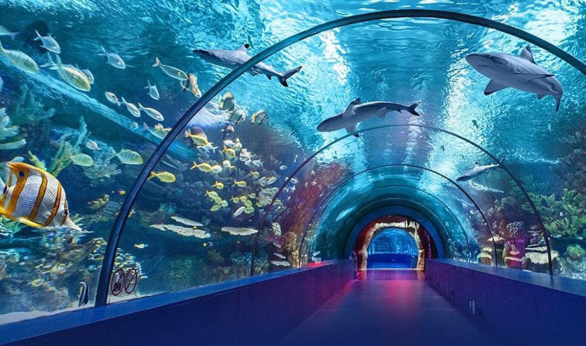 Delhi’s First Fish Aquarium Immersive Experience Show At Delhi Art ...