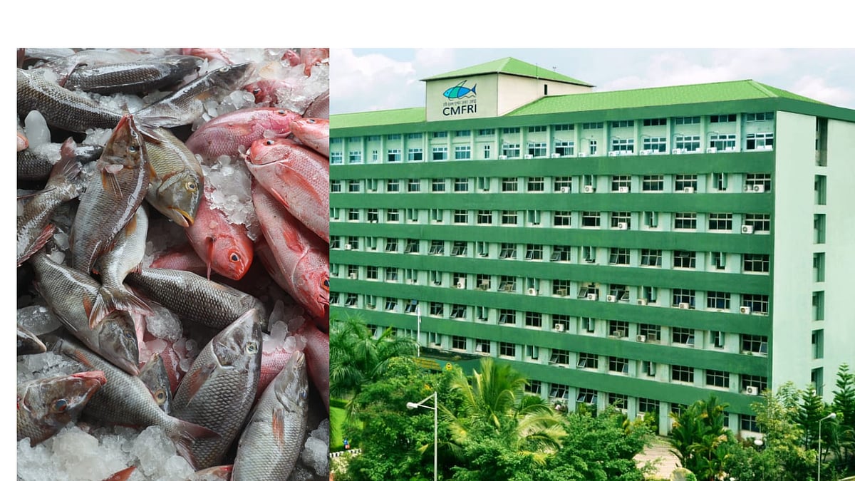 CMFRI's seaweed-based nutraceutical for liver health is launched