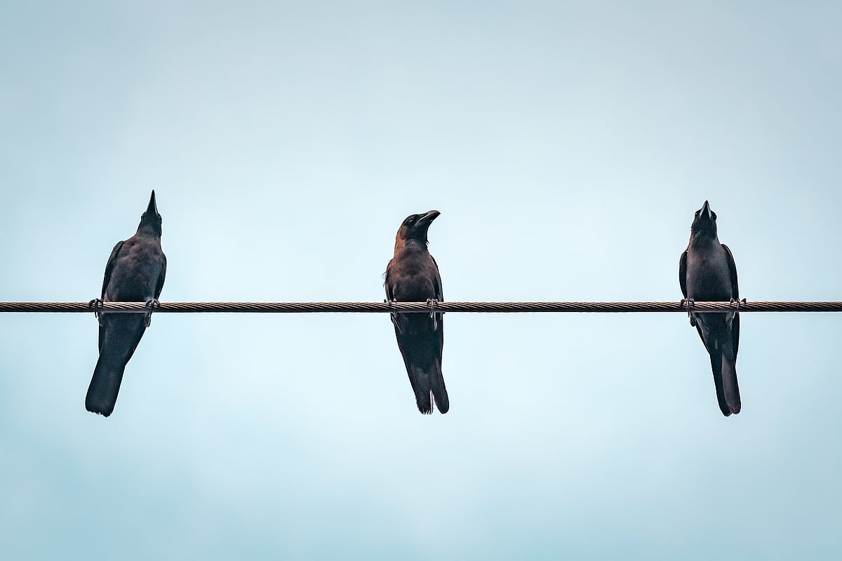 Why crows are the silent genius