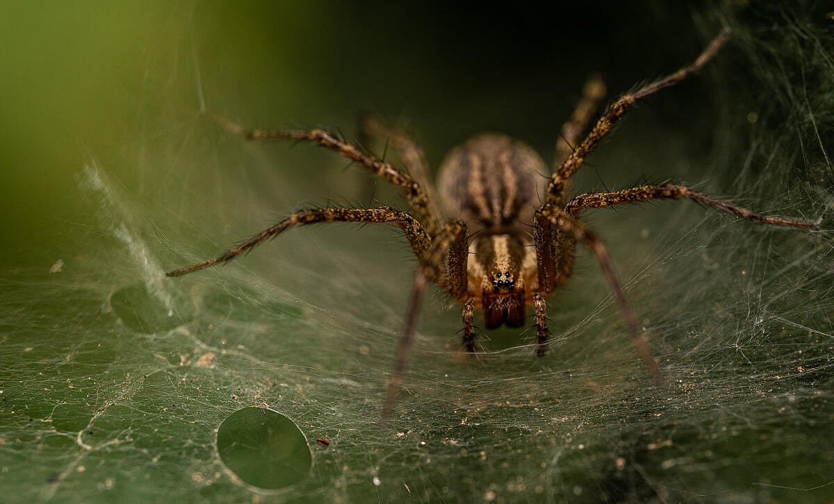 Two new spider species found by ZSI