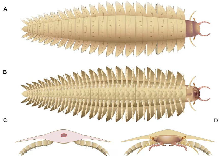 Fossils reveal head of ancient millipede that was biggest bug ever