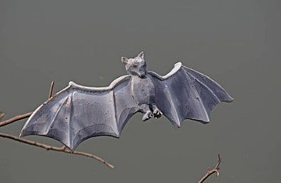 Rare bat species spotted in Delhi