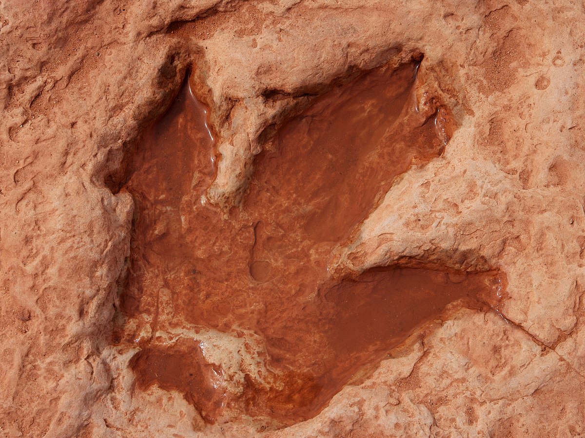 Jurassic highway: Hundreds of dinosaur footprints found in UK