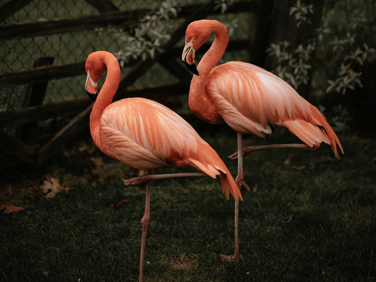 Odisha govt fits GPS tracker on two birds; study migratory pattern