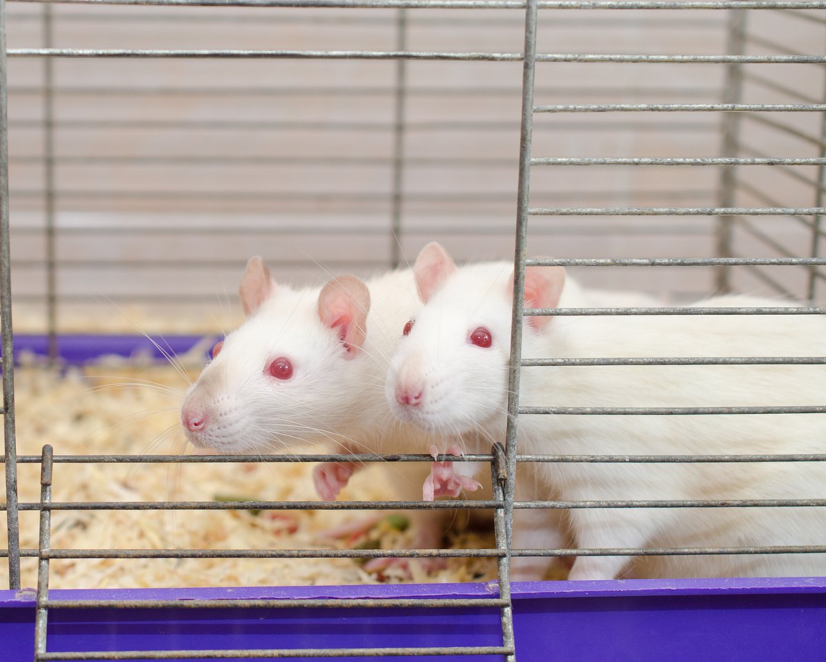 Genetic engineering used to create mice with two male parents