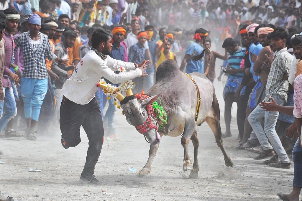 Hori Habba: Karnataka’s Thrilling Bull-Taming Festival