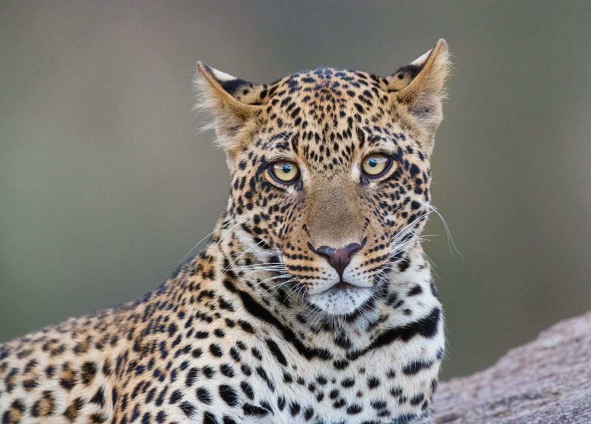 Adult male leopard captured from residential area in Sikkim