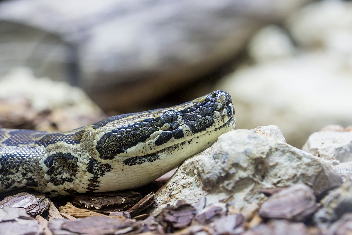 22 Indian rock pythons hatch from eggs recovered from Mumbai drain
