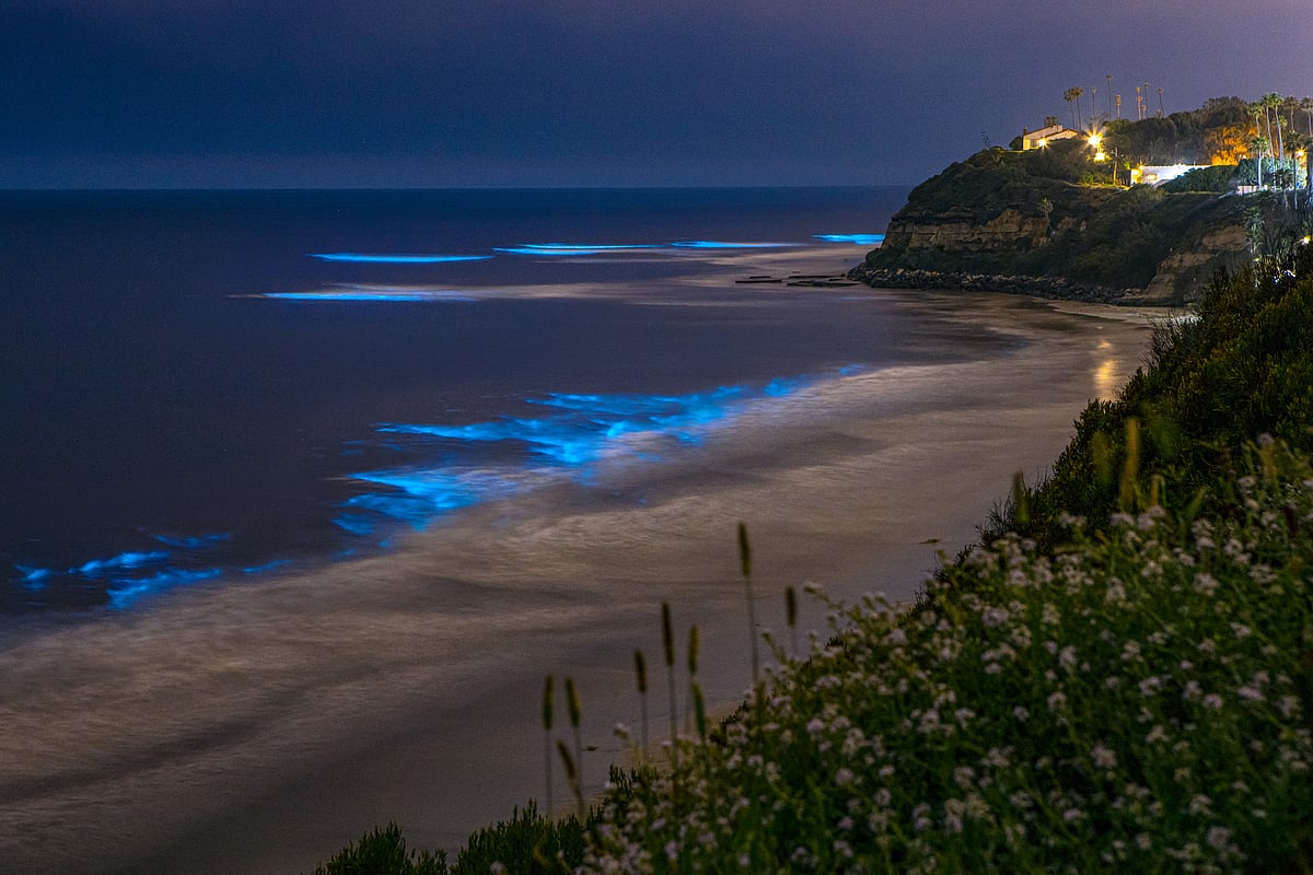 Why does a beach in California glow blue at night?