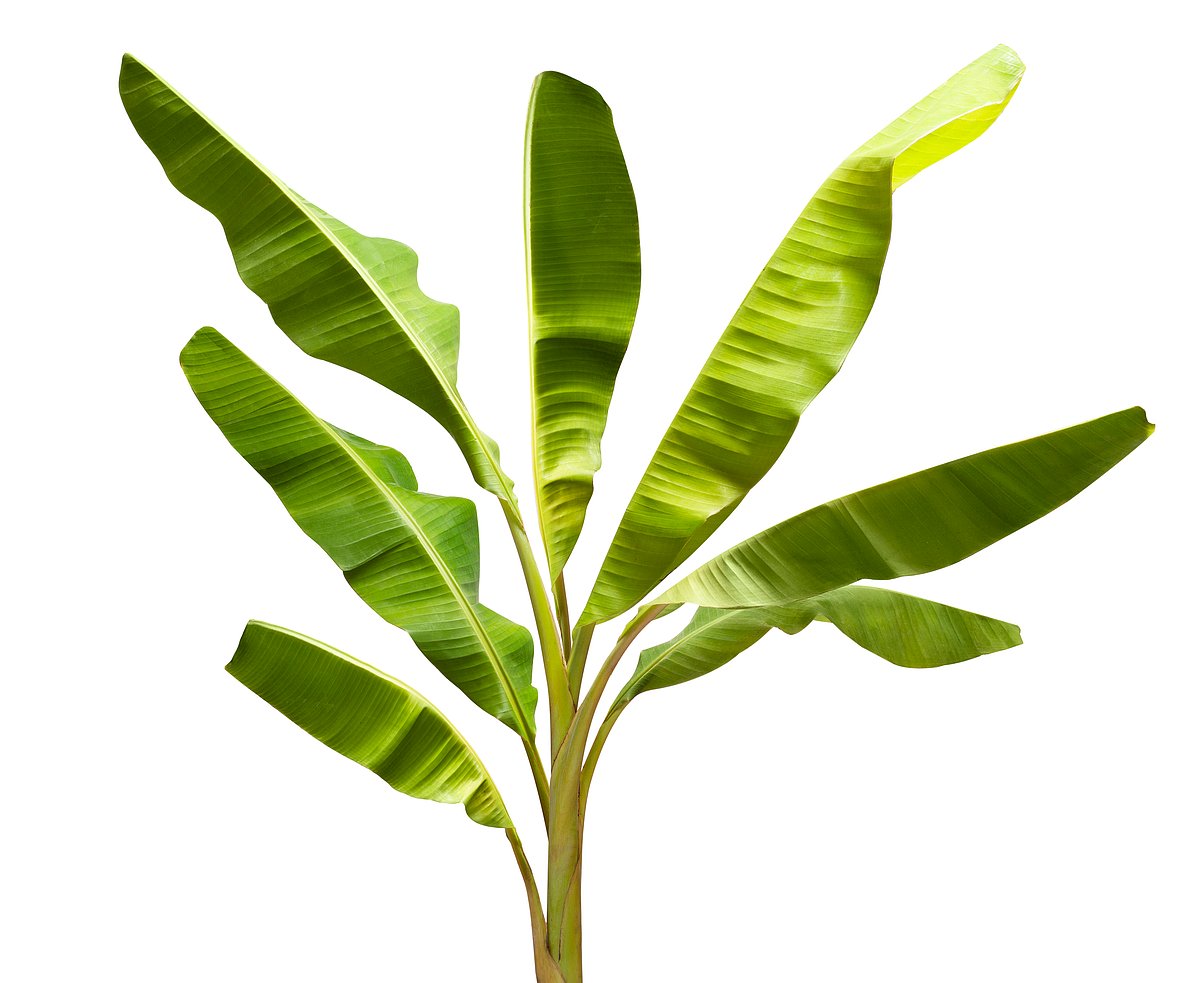 Plants that grow in stealth mode