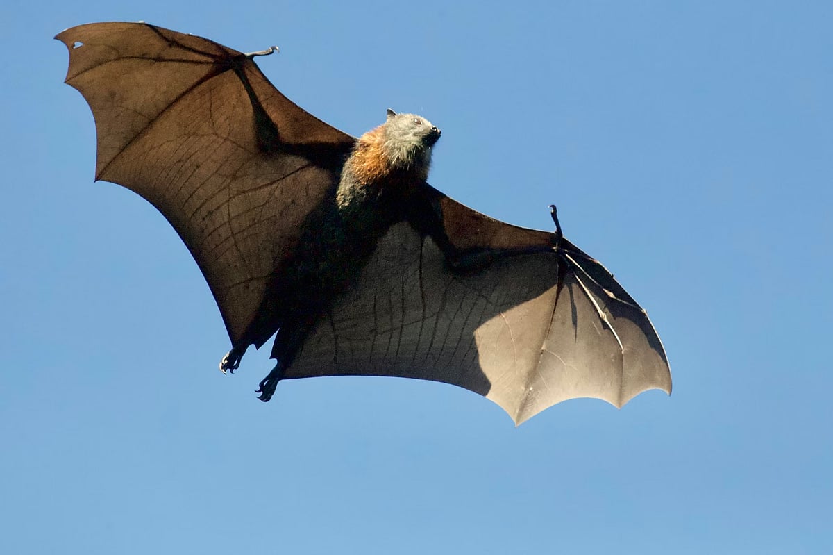 Why do some bats ‘whisper’ instead of screeching?