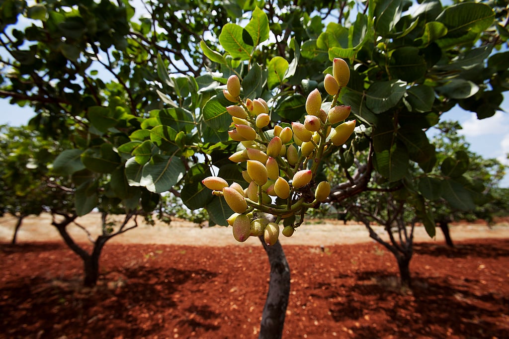 World Pistachio Day: The royal history of pistachios