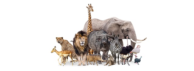 World Wildlife Day: How animals sense danger before humans do
