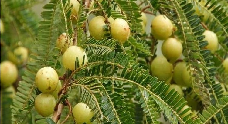 நெல்லிக்காயின் அதிசய மகத்துவம் - உடல்நலம் காக்கும் இயற்கை வரம்