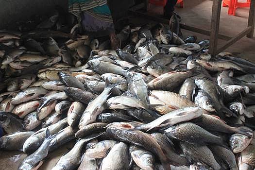 மீன்பிடி தடைக்காலம் தொடக்கம்: மீன்கள் விலை உயர வாய்ப்பு