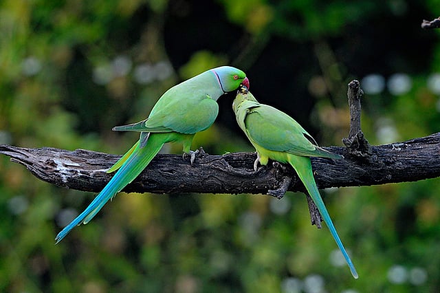 Rathika Ramasamy's Amazing Bird's love action photography