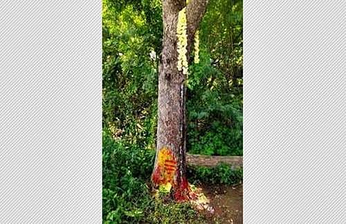 neem tree | வேப்ப மரம்