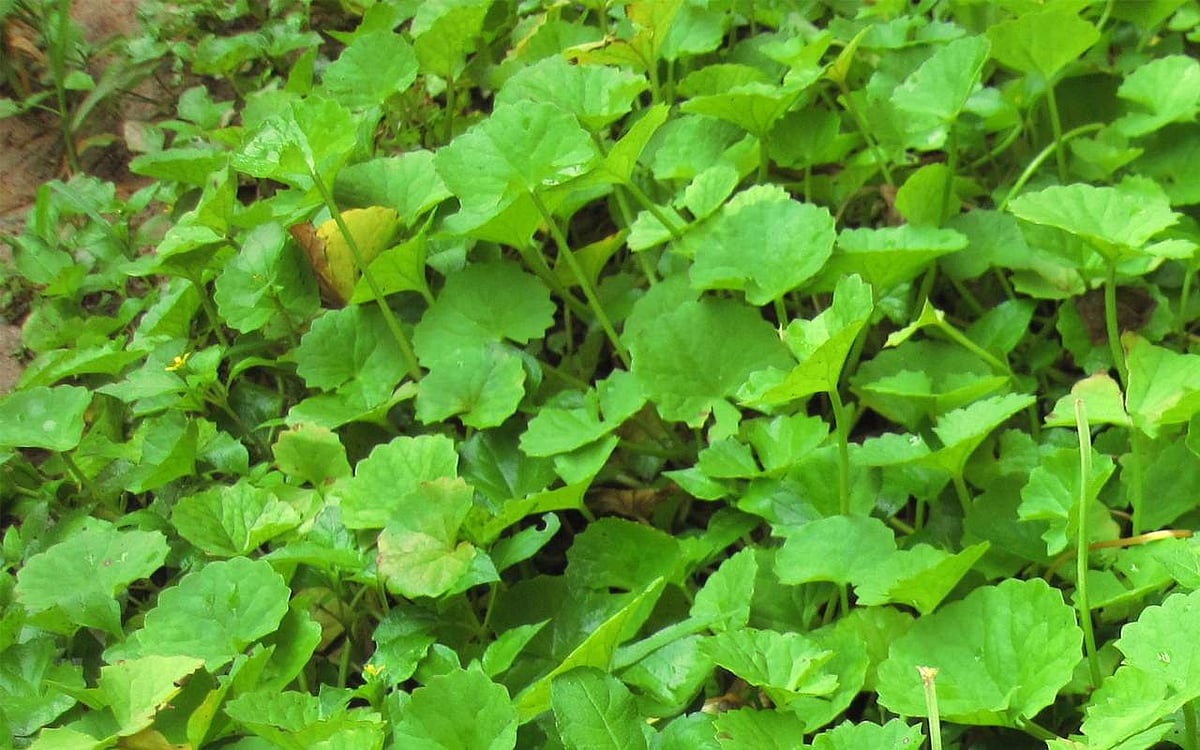 Benefits of vallarai keerai | நினைவுத் திறனை அதிகரிக்க, மனச்சோர்வைக் ...