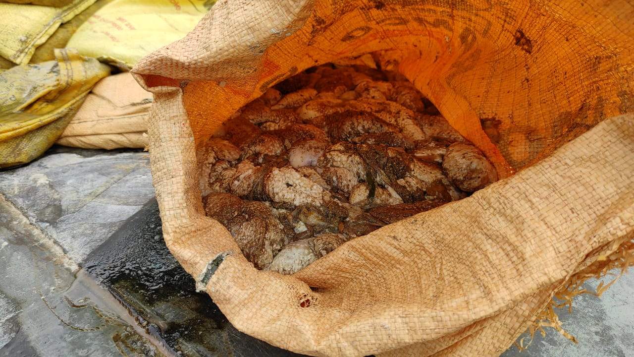 வேம்பாரிலிருந்து இலங்கைக்குக் கடத்த முயன்ற 1000 கிலோ கடல் அட்டைகள் ...