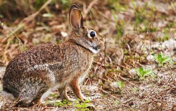 பல்லுயிா்ப் பெருக்கத்தை சீா்குலைக்கும் முயல் வேட்டைத் திருவிழா ...