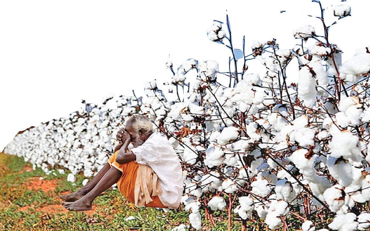 Cotton removal from agricultural produce list: Farmers shocked