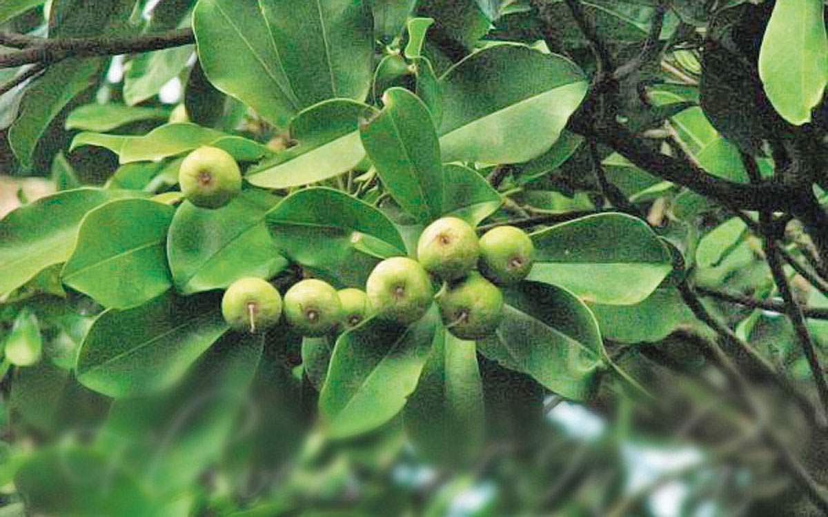 Gifts of Trees !: Gun Tree - Bala Tree