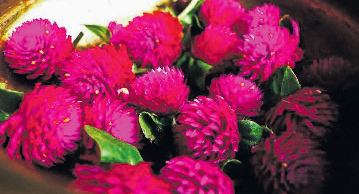 வாடாமல்லியின் மருத்துவப் பயன்கள்!