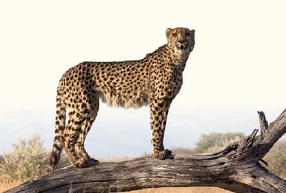 Leopard falls into well in Kerala, rescue mission on