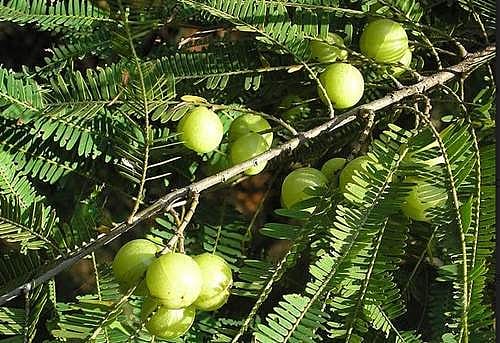 சுகம் தரும் சித்த மருத்துவம்: உடலை காக்கும் சிறந்த காயகல்ப மருந்து எது ...