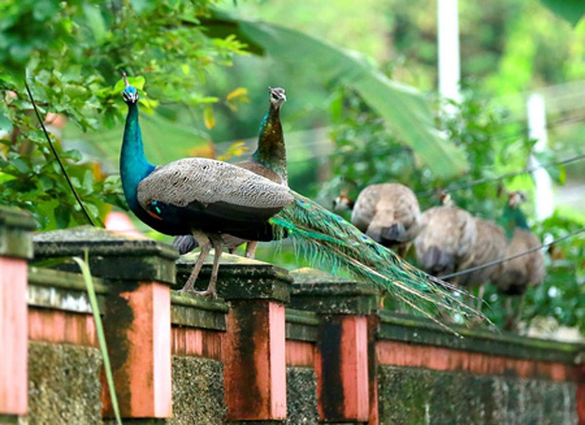 strutting Peacocks