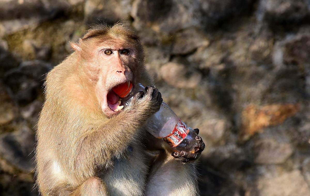 Maharashtra: Monkeys killed by lightning strike