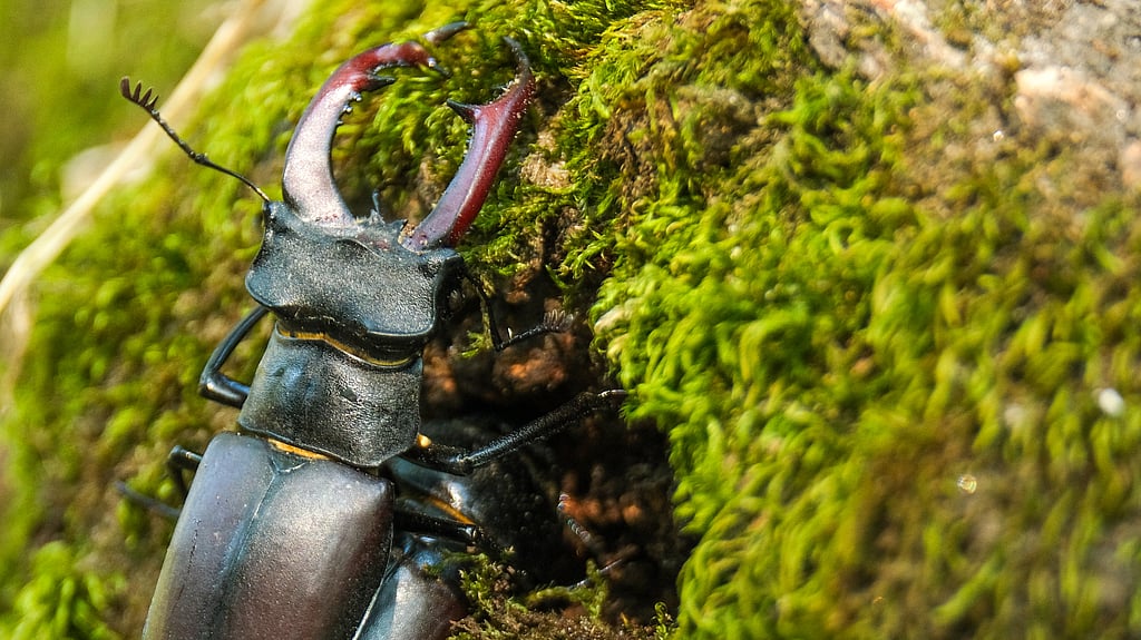 No encalço da vaca-loura, o projeto de um biólogo português
