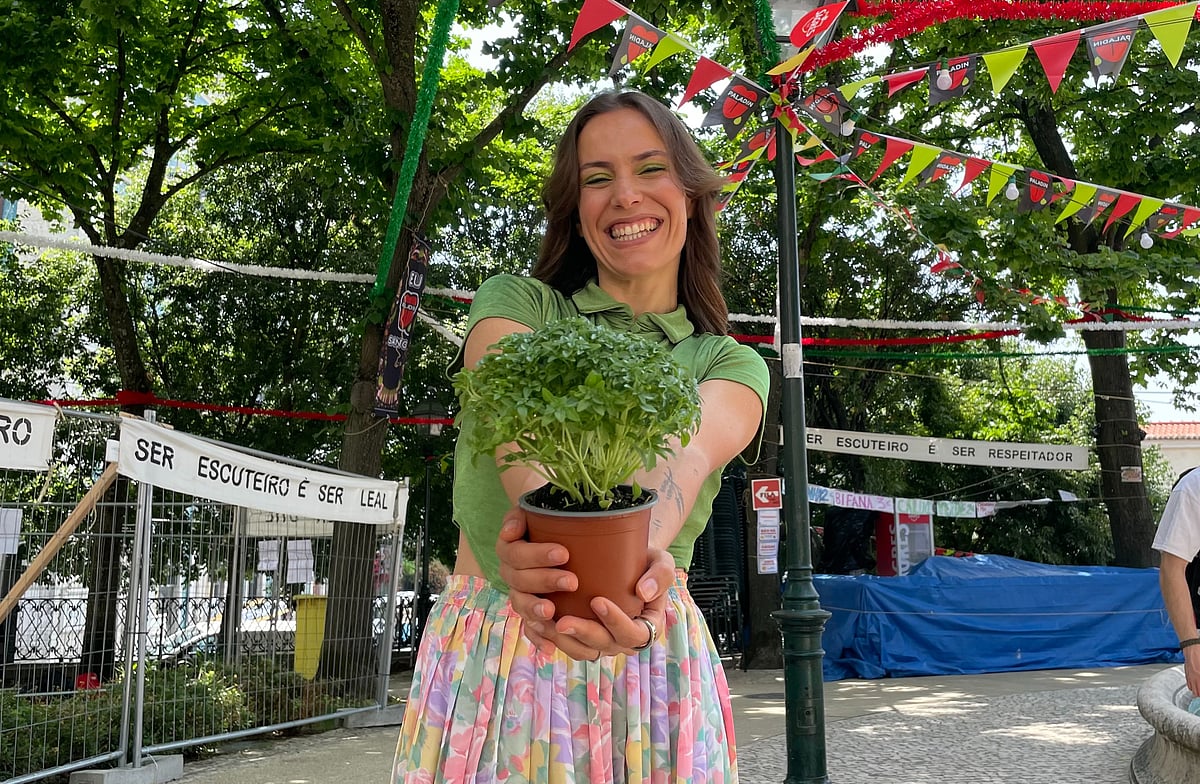 Cuidados com Manjericos: vejas as dicas da Sofia Manuel, a Tripeirinha