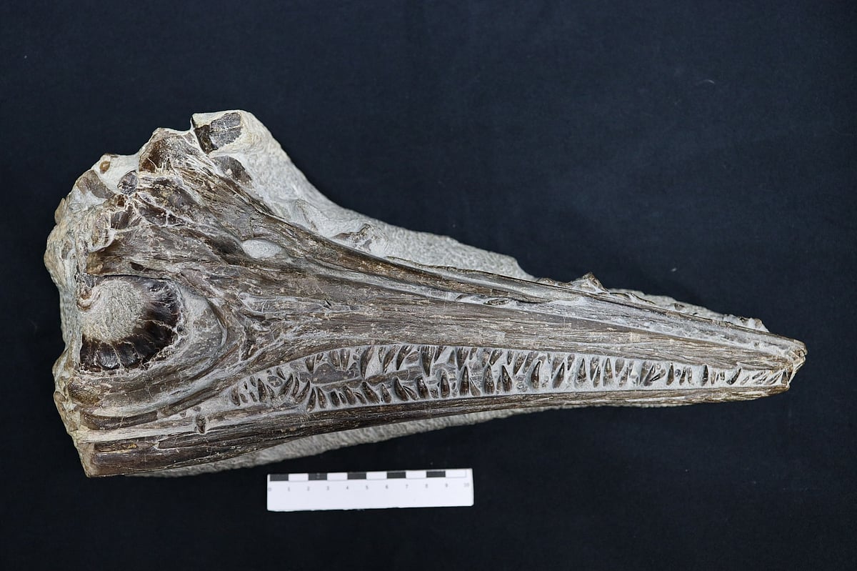 Descoberta de Nova Espécie: Fóssil de Réptil Marinho Encontrado na ...