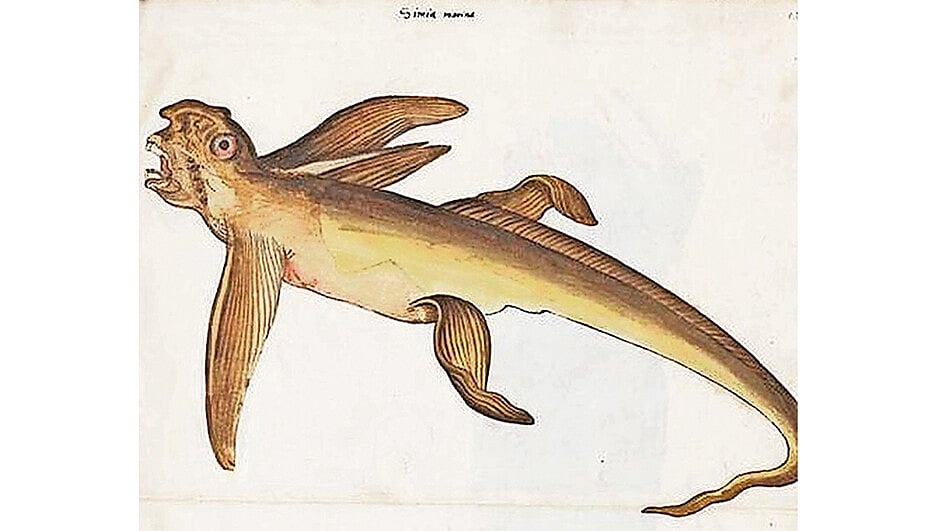 Fantasia para um macaco-marinho. Uma história do século XVIII