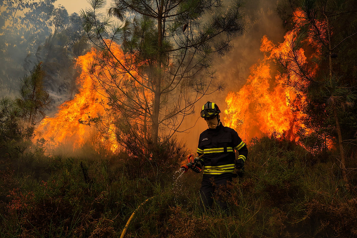 Impacto dos Incêndios: 67 Milhões de Euros Perdidos na Floresta em 2024