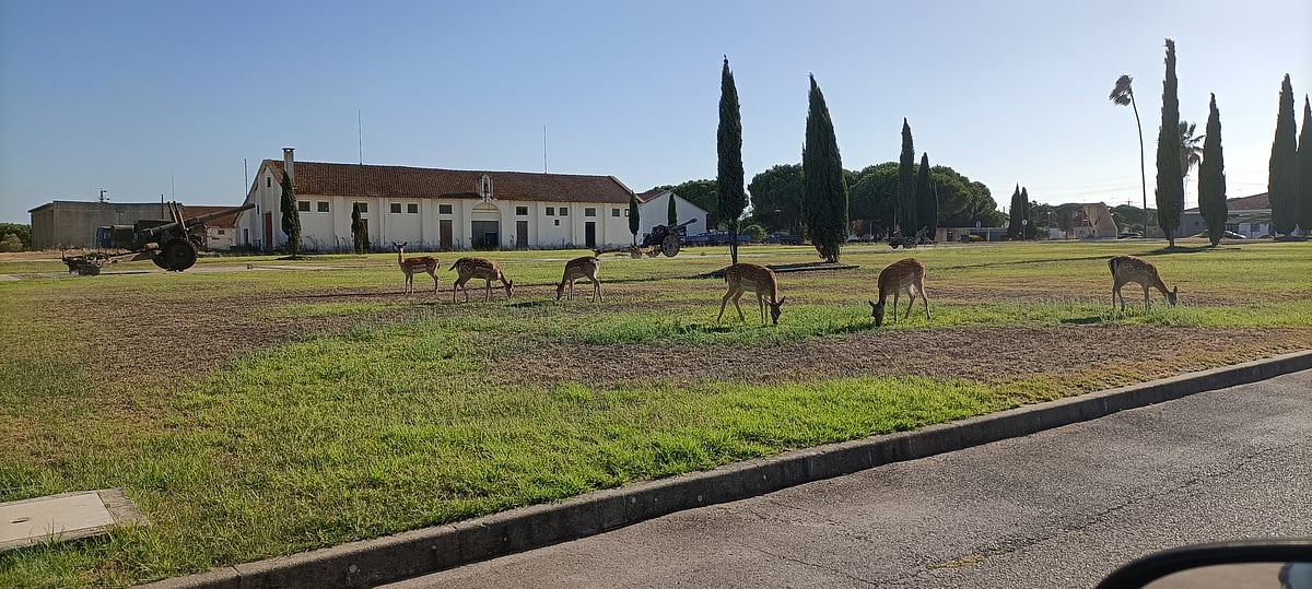 Campo de Tiro. Exploração florestal vale mais de um milhão em receita