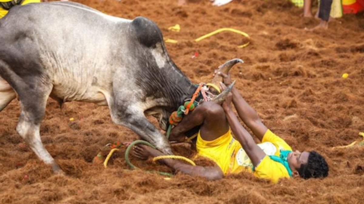Alanganallur Jallikattu begins amid grand celebrations in Madurai